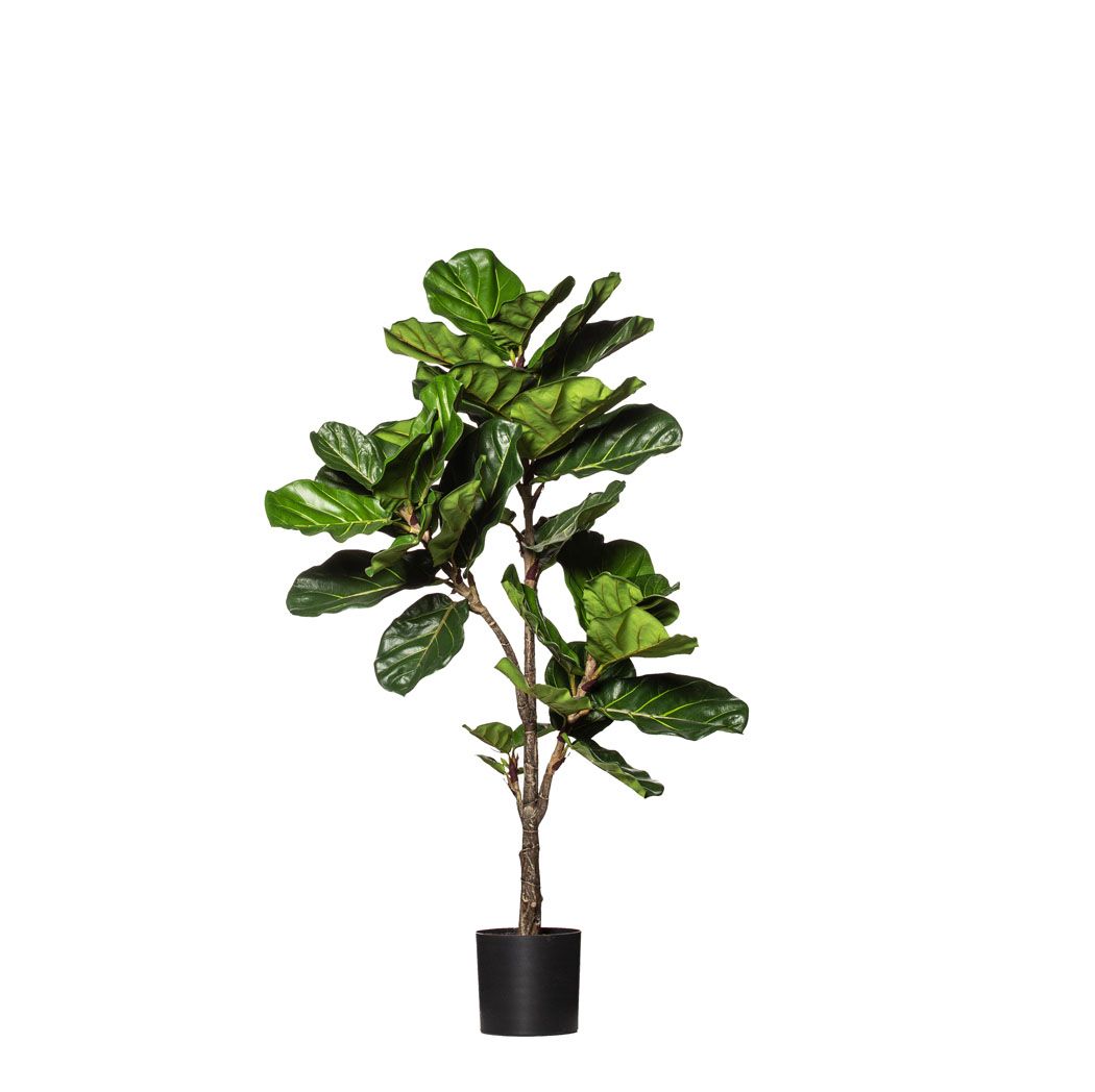 Australian Interior Landscapes - Fiddle deluxe tree 1.4