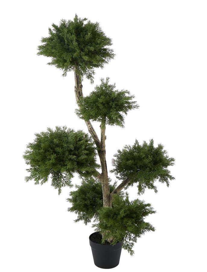 Australian Interior Landscapes - Cloud Nine Pine tree 120