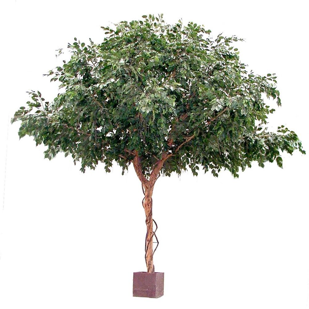 Australian Interior Landscapes - Ficus Exotica Tree 3m